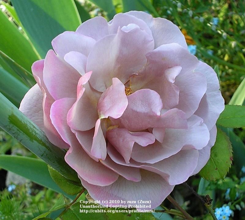 Photo of the bloom of Rose (Rosa 'Lavender Pinocchio') posted by zuzu ...