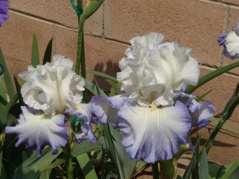 Tall Bearded Iris (Iris 'Ocean Clouds') in the Irises Database - Garden.org