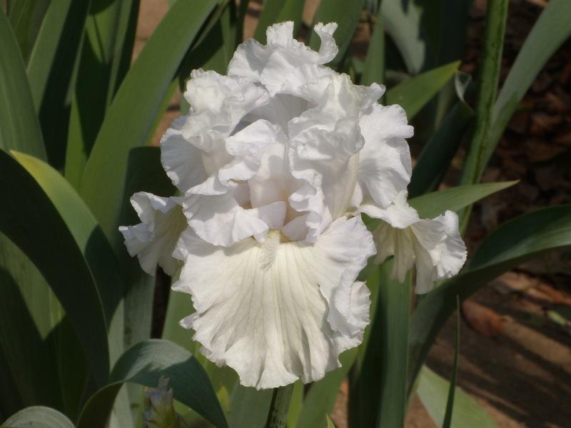Tall Bearded Iris (Iris 'Forever Blowing Bubbles') in the Irises Database - Garden.org
