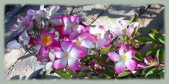 Photo of the bloom of Rose (Rosa 'Lyda Rose') posted by GardenGuyAZ ...