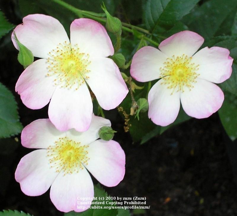 Photo of the bloom of Rose (Rosa 'Lyda Rose') posted by zuzu - Garden.org