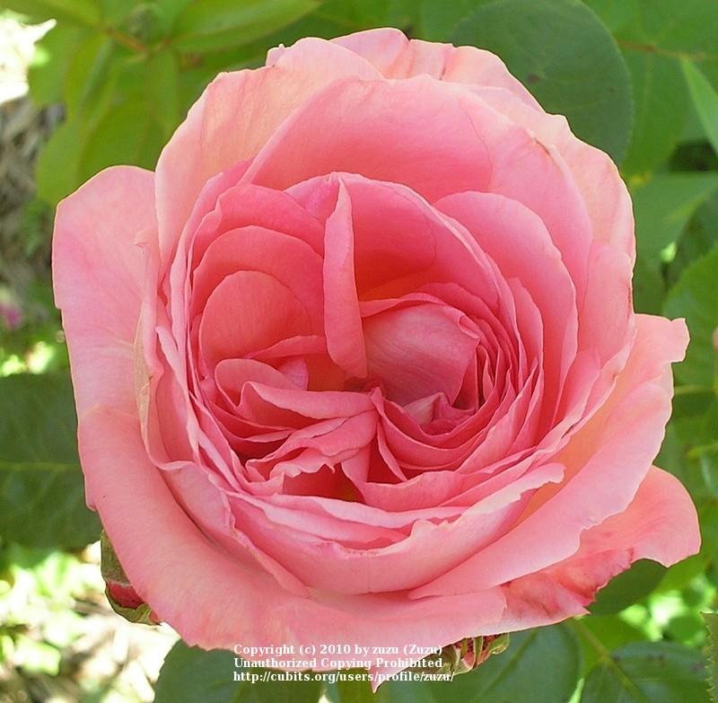 Photo of the bloom of Rose (Rosa 'Comtesse de Provence') posted by zuzu ...