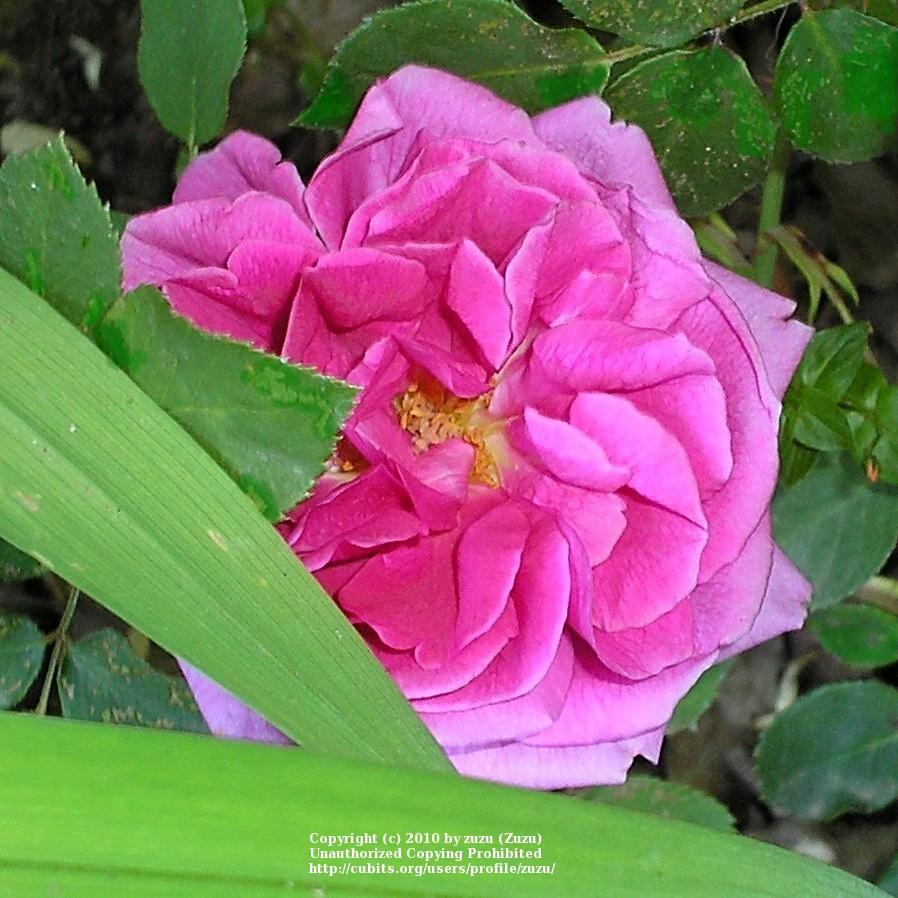 Rose (Rosa 'Leonie's Apolline') in the Roses Database - Garden.org