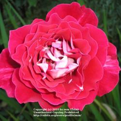 Photo of the bloom of Rose (Rosa 'Snowfire') posted by zuzu - Garden.org