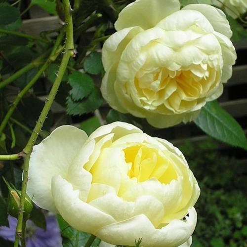 Rose (Rosa 'Lunar Mist') in the Roses Database - Garden.org