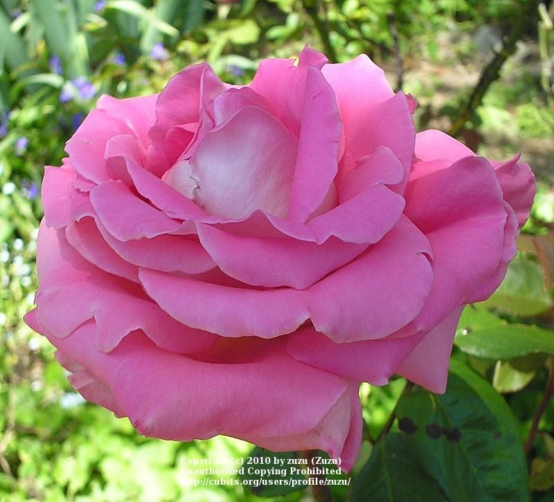 Rose (Rosa 'Louise Estes') in the Roses Database - Garden.org