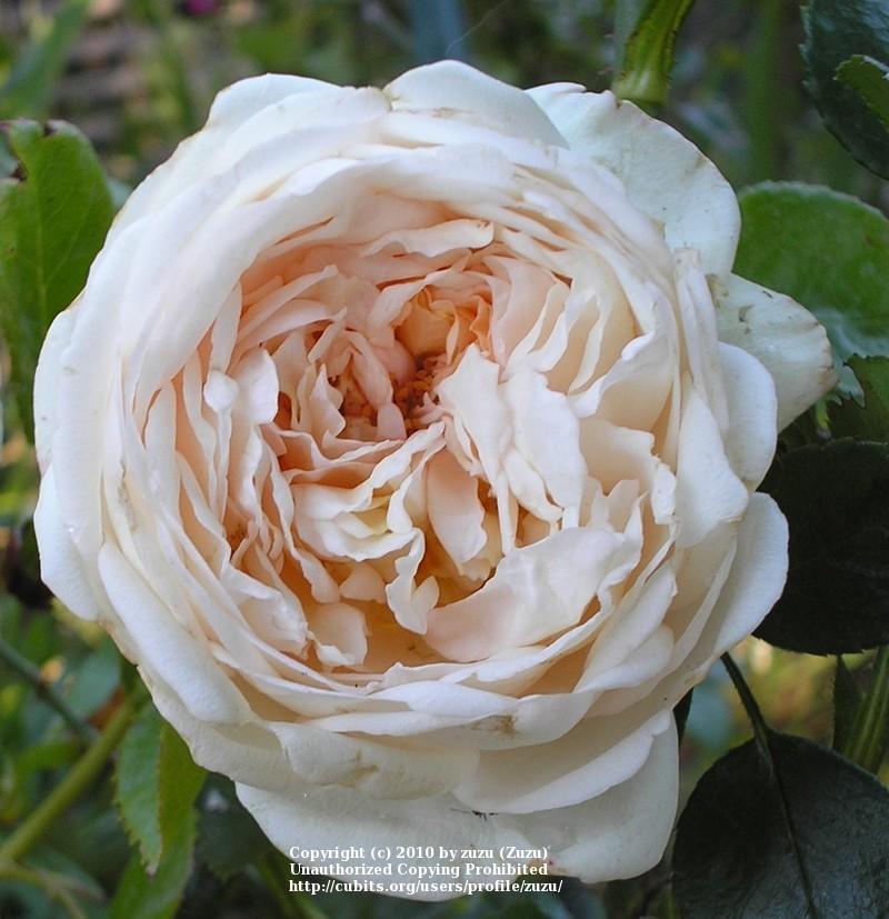 Rose (Rosa 'Martine Guillot') in the Roses Database - Garden.org