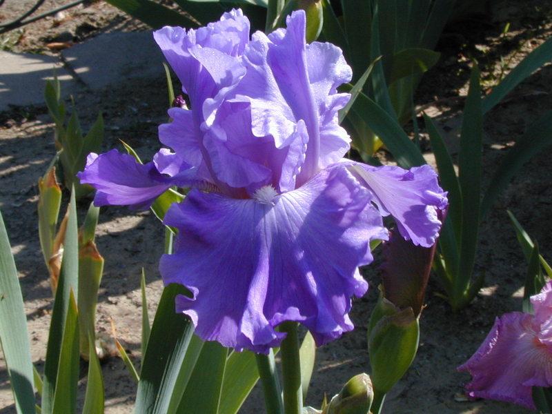 Photo of the bloom of Tall Bearded Iris (Iris 'Burning Blue') posted by ...