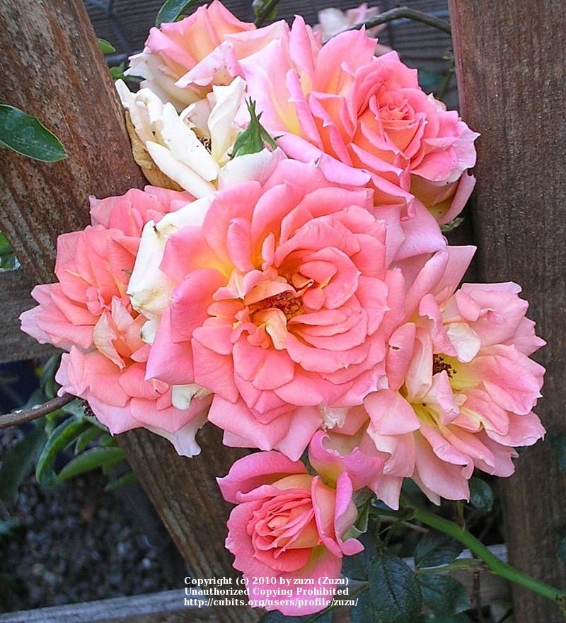 Rose (Rosa 'Work of Art') in the Roses Database - Garden.org