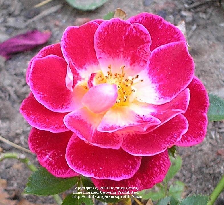 Photo of the bloom of Rose (Rosa 'Hope and Joy') posted by zuzu ...