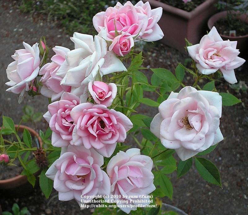 Rose (Rosa 'Ultimate Pleasure') in the Roses Database - Garden.org