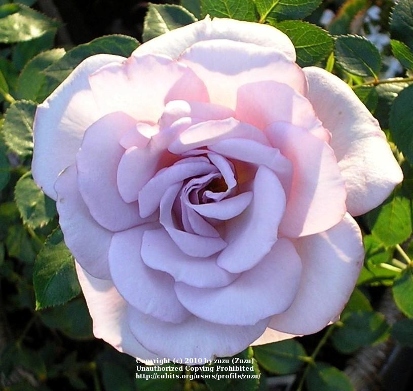 Photo of the bloom of Rose (Rosa 'Violet Mist') posted by zuzu - Garden.org