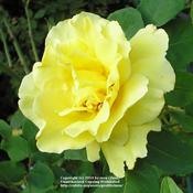 Rose (Rosa 'Gold Glow') in the Roses Database - Garden.org