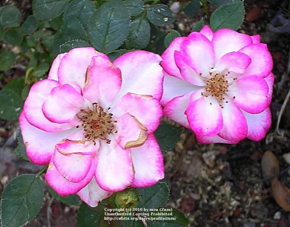 Photo of the bloom of Rose (Rosa 'Libby') posted by zuzu - Garden.org