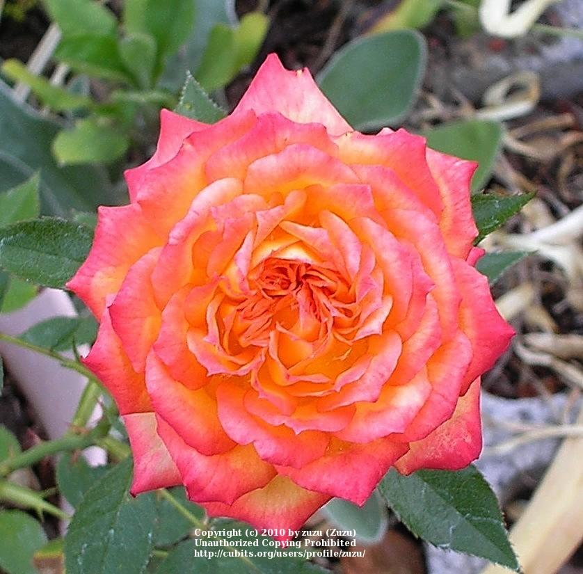Photo of the bloom of Rose (Rosa 'Ring of Fire') posted by zuzu ...