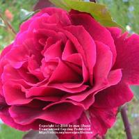 Photo of the bloom of Rose (Rosa 'Mirandy') posted by zuzu - Garden.org