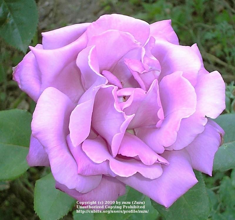 Photo of the bloom of Rose (Rosa 'Moon Shadow') posted by zuzu - Garden.org