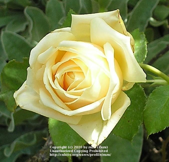 Rose (Rosa 'Diamond Jubilee') in the Roses Database - Garden.org