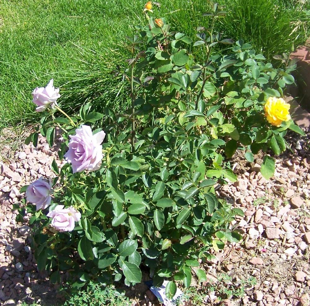 Photo of the entire plant of Rose (Rosa 'Lagerfeld') posted by ...