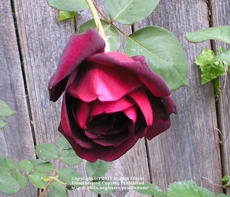 Rose (Rosa 'Night Time') in the Roses Database - Garden.org