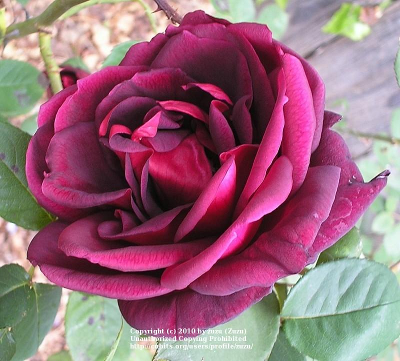Photo of the bloom of Rose (Rosa 'Night Time') posted by zuzu - Garden.org