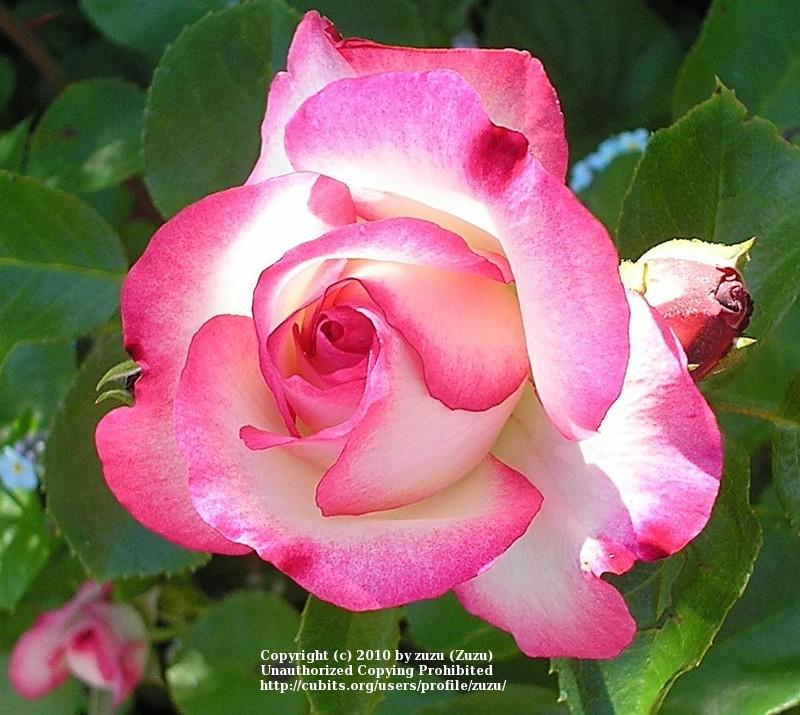 Rose (Rosa 'Nicole') in the Roses Database - Garden.org