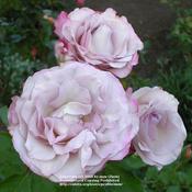 Photo of the bloom of Rose (Rosa 'Nicole Carol Miller') posted by Calif ...