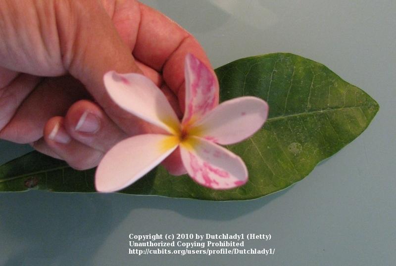 'Pink Pudica' in the Plumeria forum - Garden.org