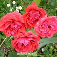 Rose (Rosa 'Ole') in the Roses Database - Garden.org