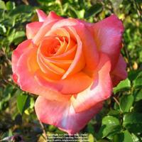 Photo of the bloom of Rose (Rosa 'Octoberfest') posted by clcroses ...