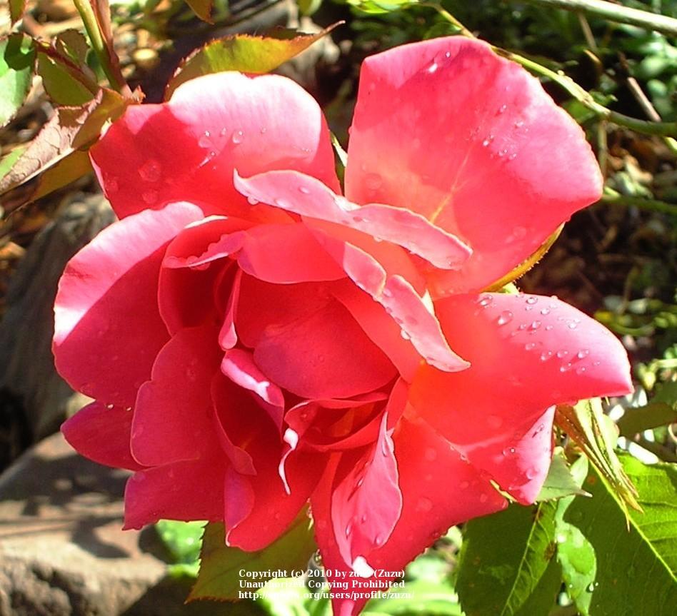 Rose (Rosa 'Padre') in the Roses Database - Garden.org