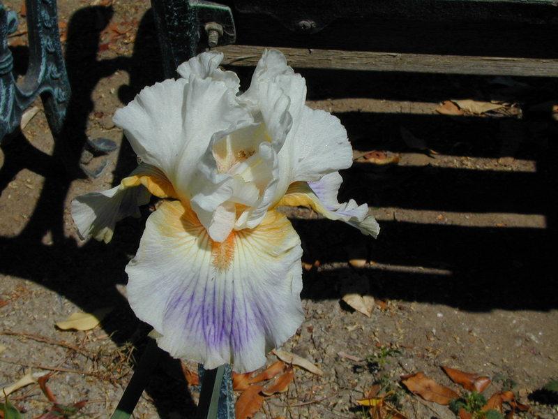 Photo of the bloom of Tall Bearded Iris (Iris 'Modern Era') posted by ...