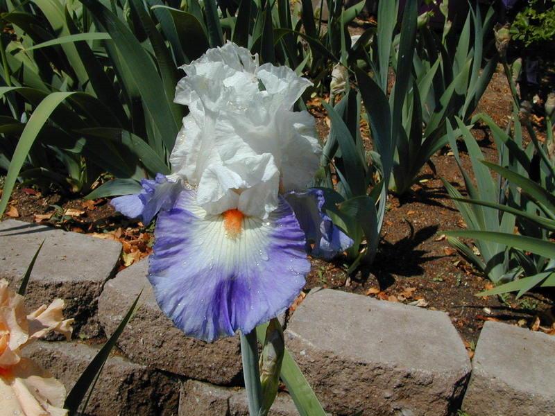 Tall Bearded Iris (Iris 'Last Laugh') in the Irises Database - Garden.org