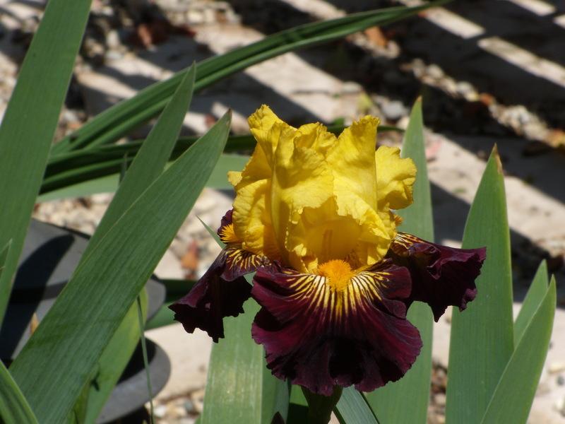 Photo of the bloom of Tall Bearded Iris (Iris 'Pirate Ahoy') posted by ...