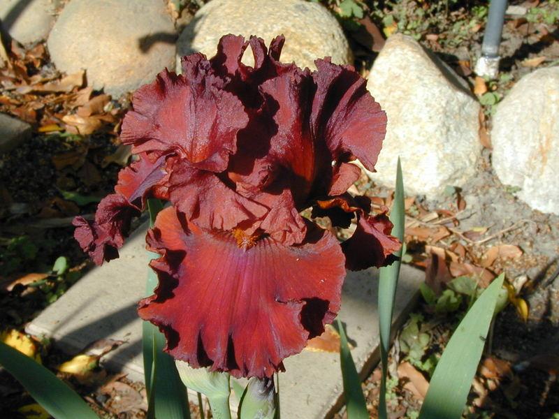 Tall Bearded Iris (Iris 'House Afire') in the Irises Database - Garden.org