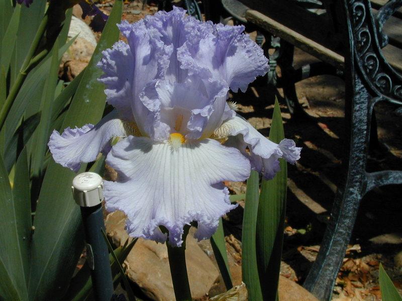 Photo of the bloom of Tall Bearded Iris (Iris 'Fancy Stuff') posted by ...