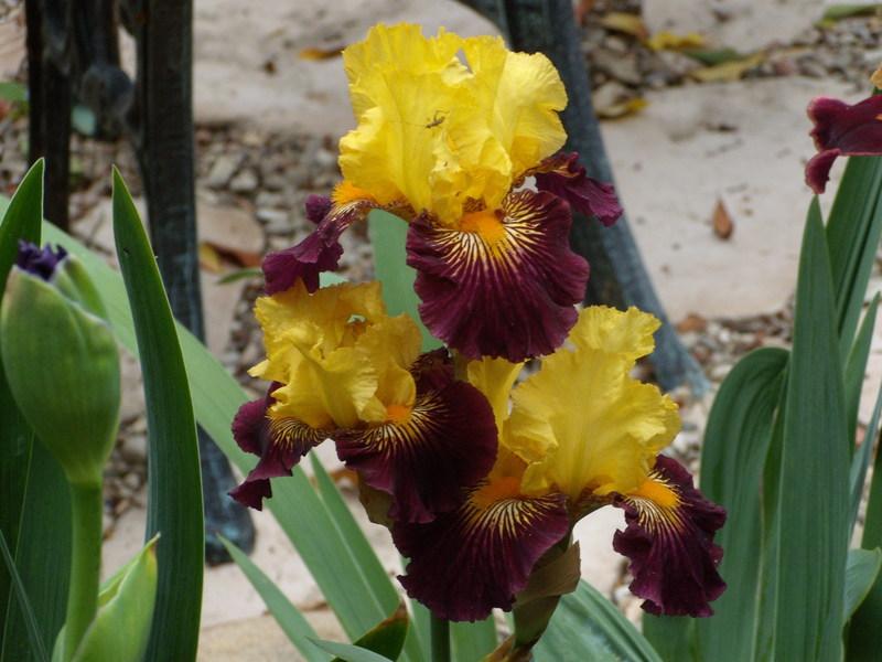 Photo of the bloom of Tall Bearded Iris (Iris 'Pirate Ahoy') posted by ...