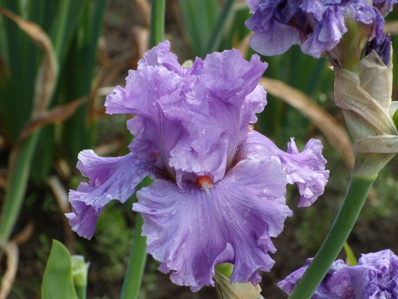 Tall Bearded Iris (Iris 'Cupid's Wish') in the Irises Database - Garden.org