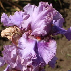 Tall Bearded Iris (Iris 'Ruby Haze') in the Irises Database - Garden.org