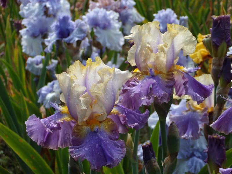 Tall Bearded Iris (Iris 'Mist Arising') in the Irises Database - Garden.org