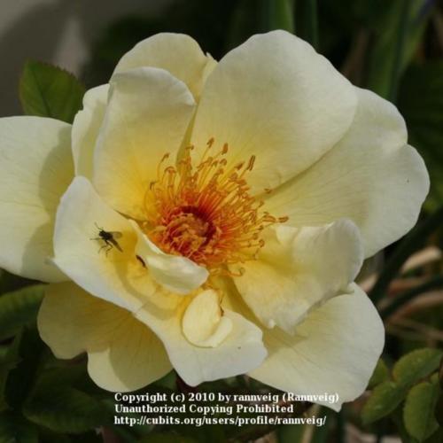 Rose (Rosa 'Aicha') in the Roses Database - Garden.org