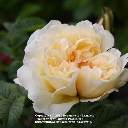 Rose (Rosa 'Agnes') in the Roses Database - Garden.org