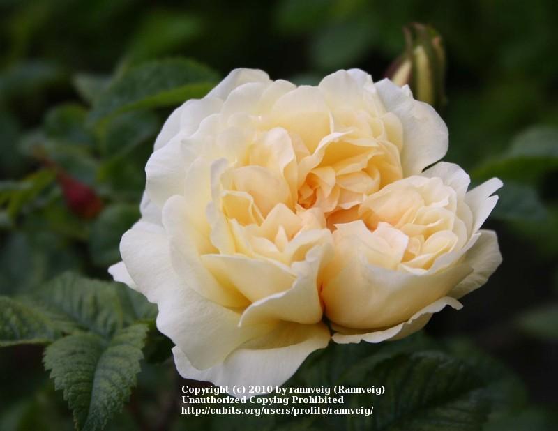 Rose (Rosa 'Agnes') in the Roses Database - Garden.org