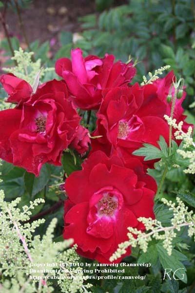 Rose (Rosa 'Champlain') in the Roses Database - Garden.org