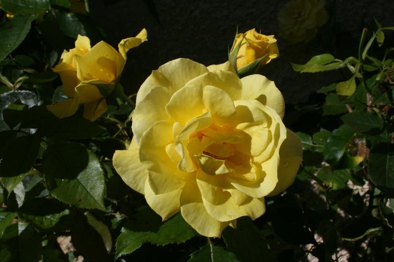 Pernetiana Rose (Rosa 'Julien Potin') in the Roses Database - Garden.org