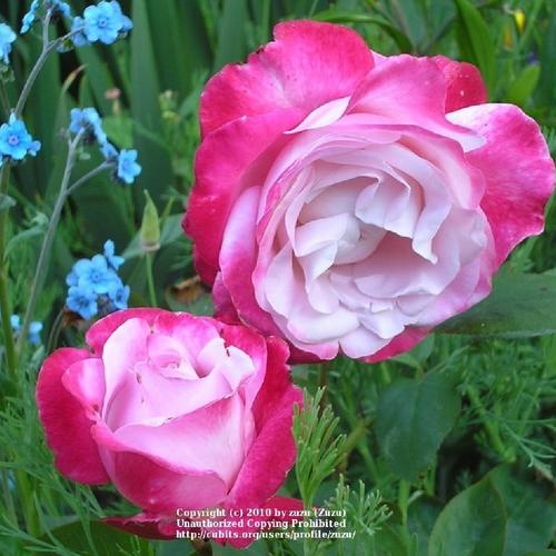 Rose (Rosa 'Paradise Found') in the Roses Database - Garden.org