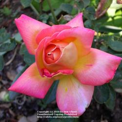 Rose (Rosa 'Piccadilly') in the Roses Database - Garden.org