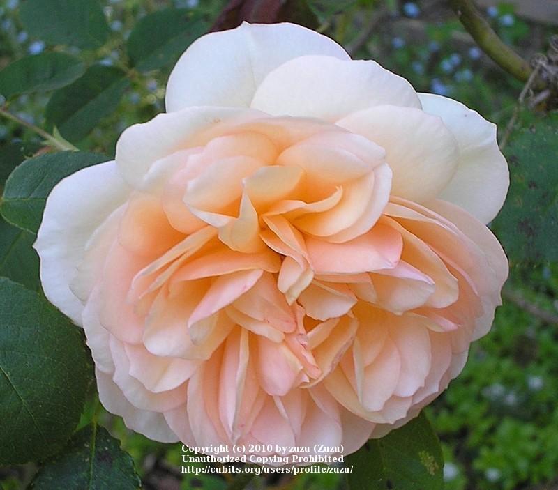 Photo of the bloom of Rose (Rosa 'Perdita') posted by zuzu - Garden.org