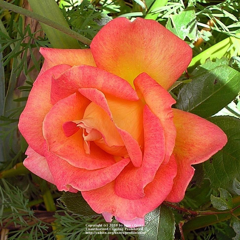 Rose (Rosa 'Piccadilly') in the Roses Database - Garden.org