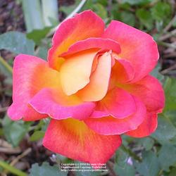 Rose (Rosa 'Piccadilly') in the Roses Database - Garden.org